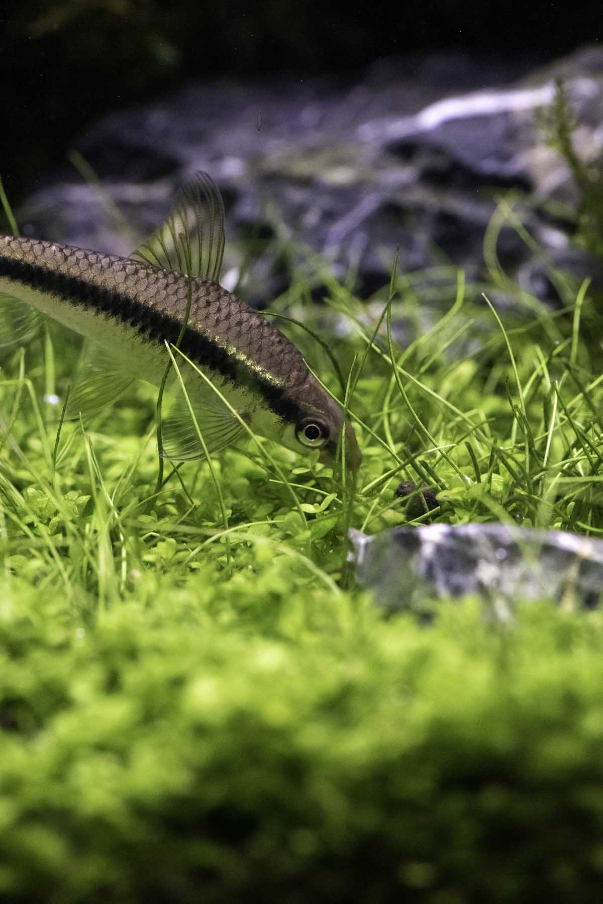 Siamese Algae Eater (SAE) - FishLove