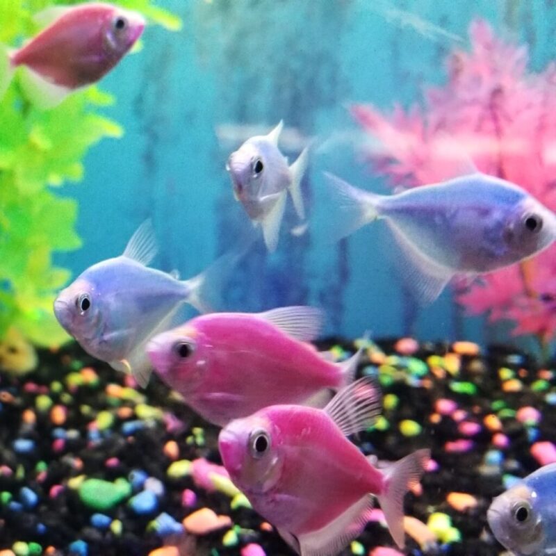 Widow tetra glo mix Χρωματιστές Χήρες - FishLove