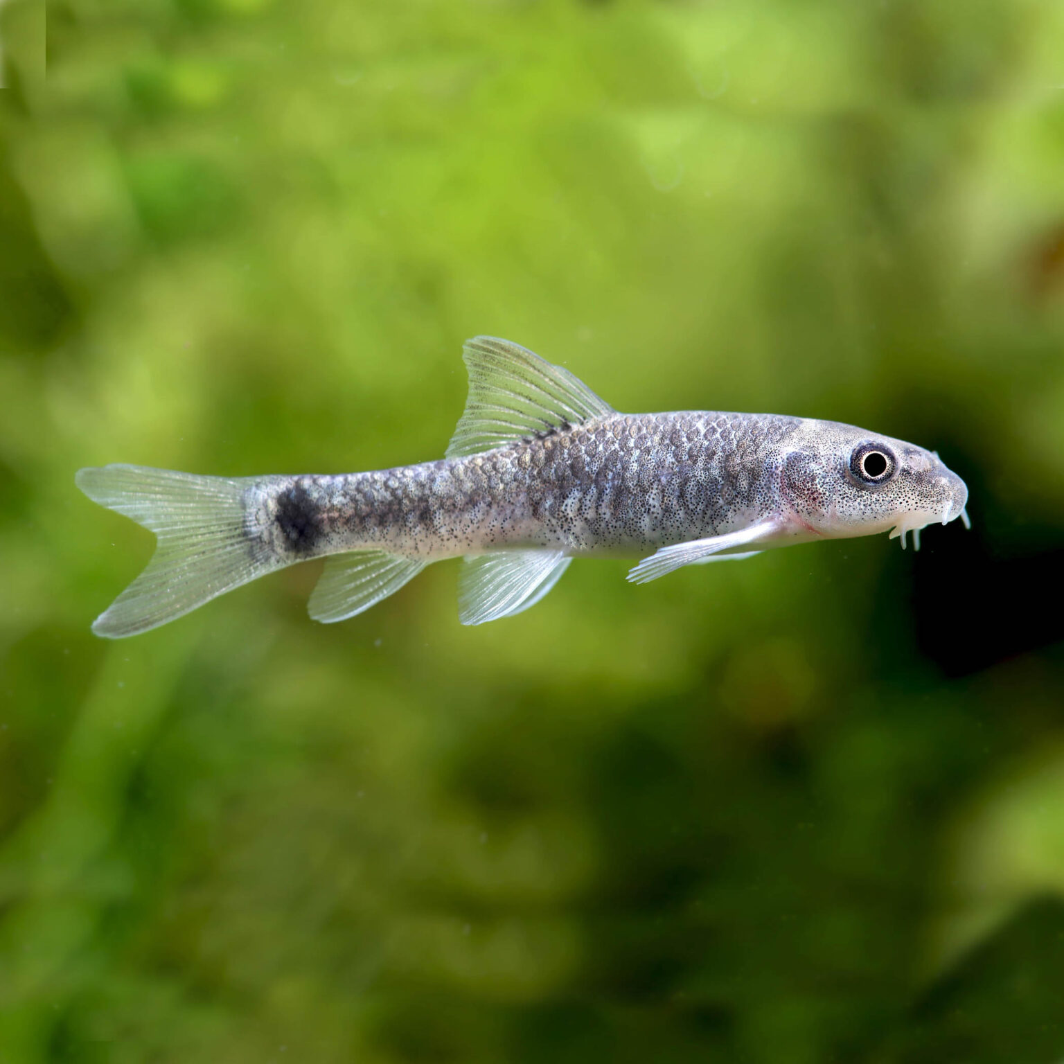 Garra Rufa - Spa fish - FishLove